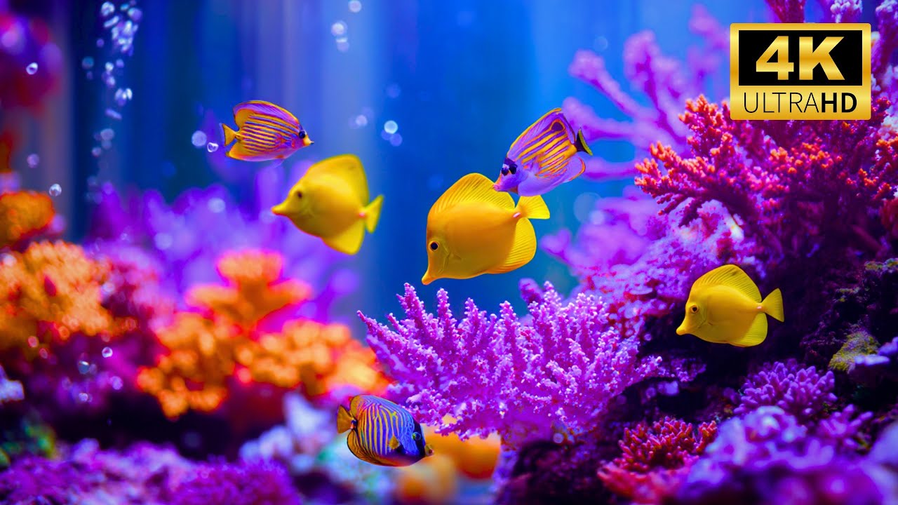 🌊 Live Aquarium Cam 4K | Peaceful Fish Tank Ambience with No ...