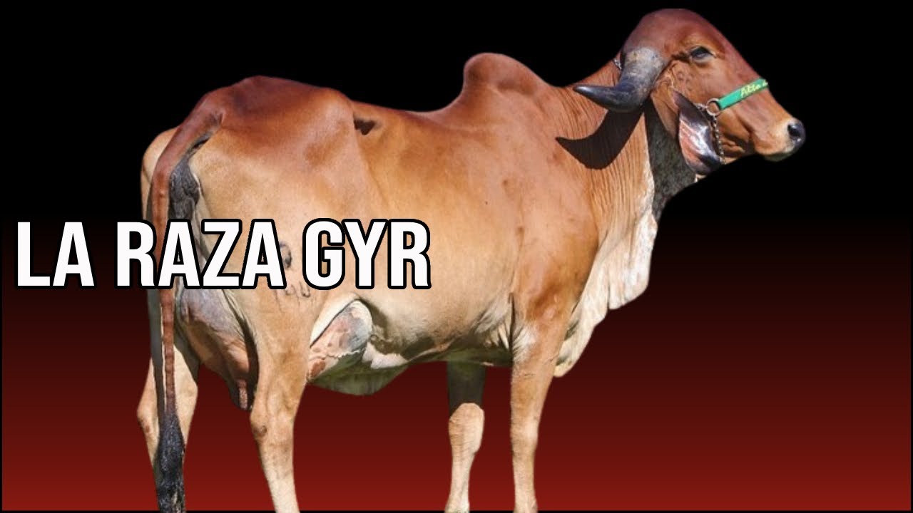 🔴 Raza De Ganado GYR La Clave Para El éxito En La Ganadería Moderna ...