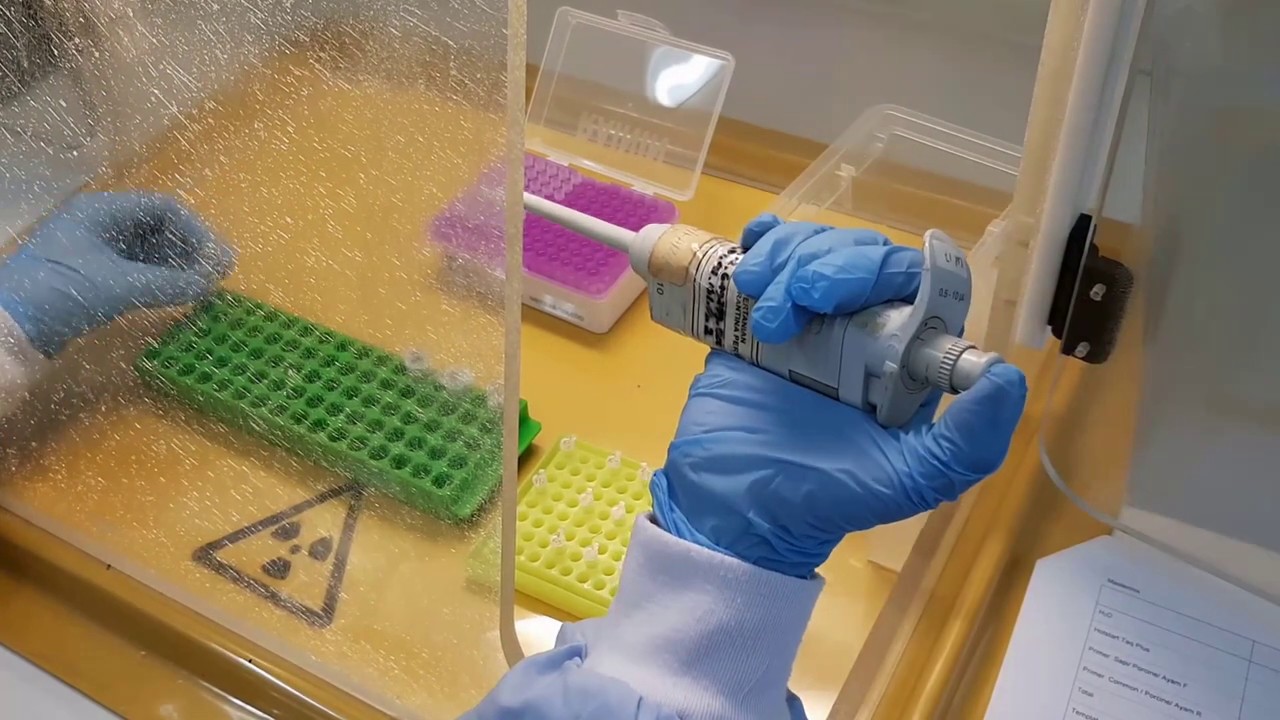 Deteksi Spesies pada Produk Hewan dengan Metode Polymerase Chain ...