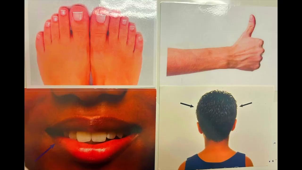 POINT TO IT ! "IDENTIFYING BODY PARTS #2" - YouTube