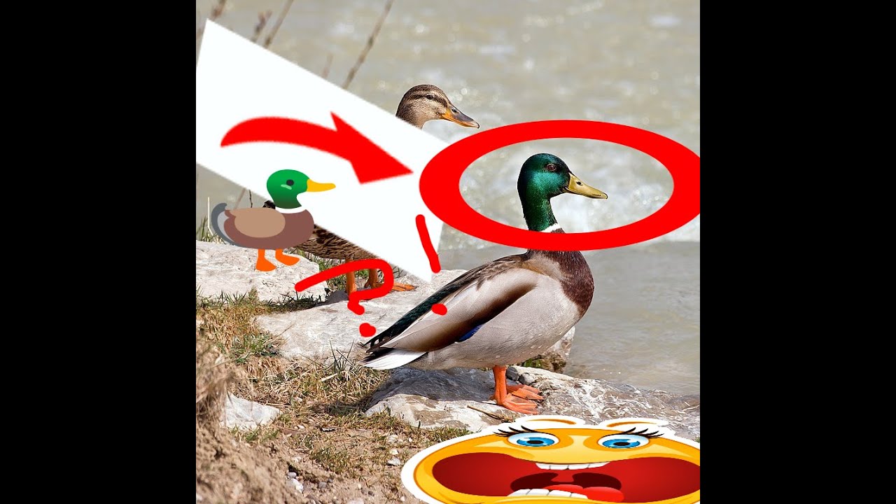funny spinning duck song - YouTube