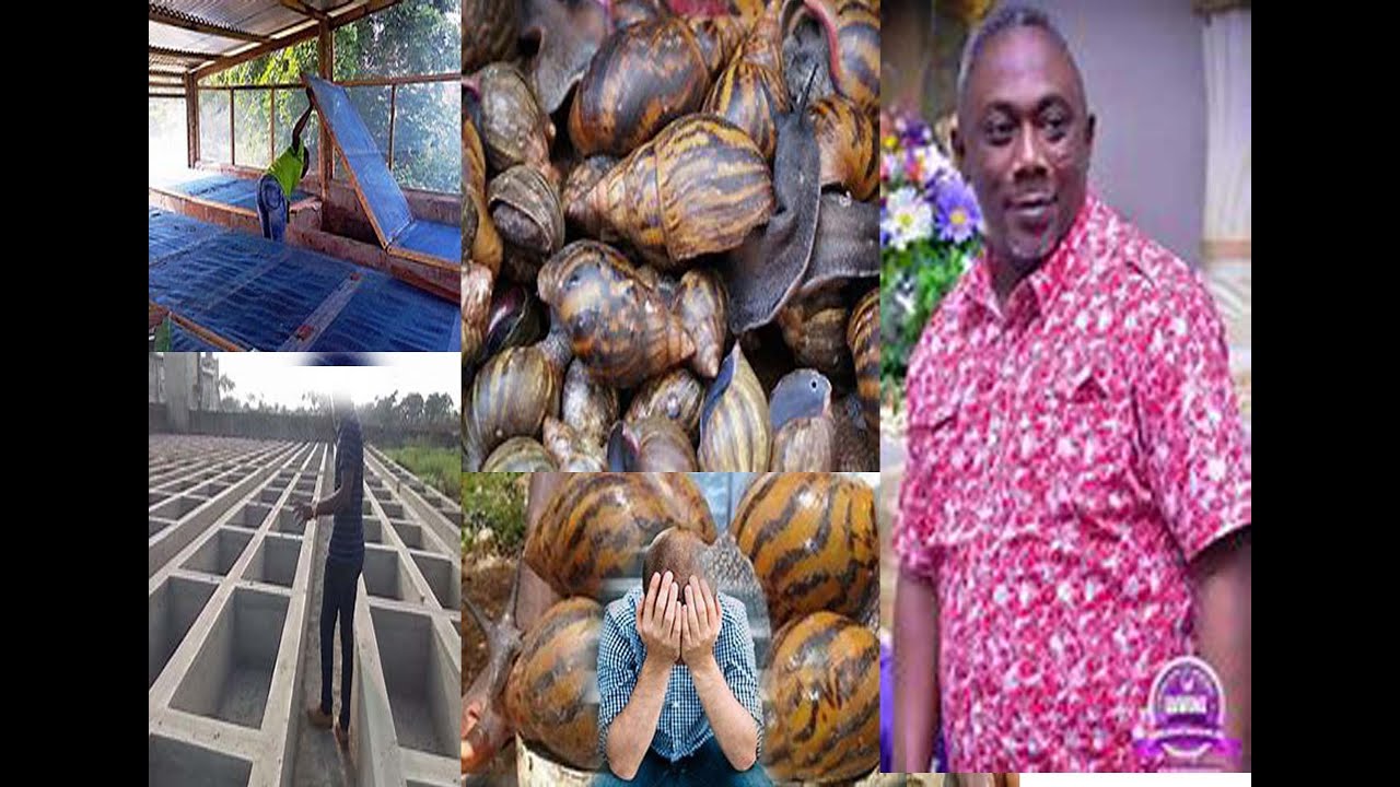 UNTOLD TRUE IN SNAIL FARMING APOSTLE JOHN PRAH NEED TO TELL, WATCH THIS ...