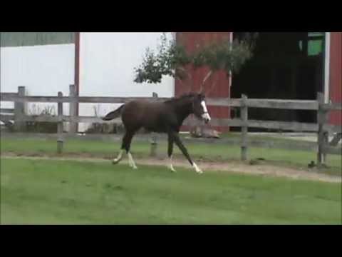 "Oakley" - 2015 APHA All Time Fancy x Art I Sweet colt - YouTube