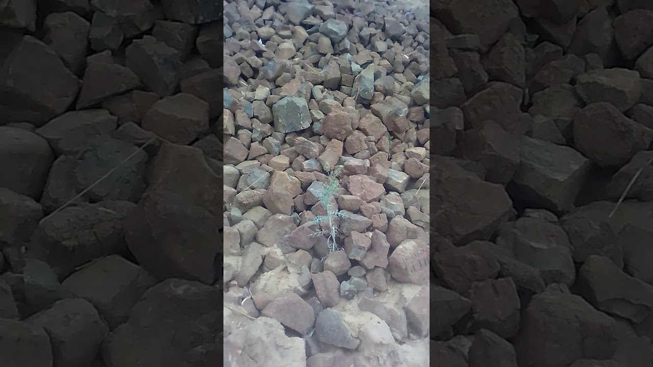 solutions to stream bank cultivation - YouTube