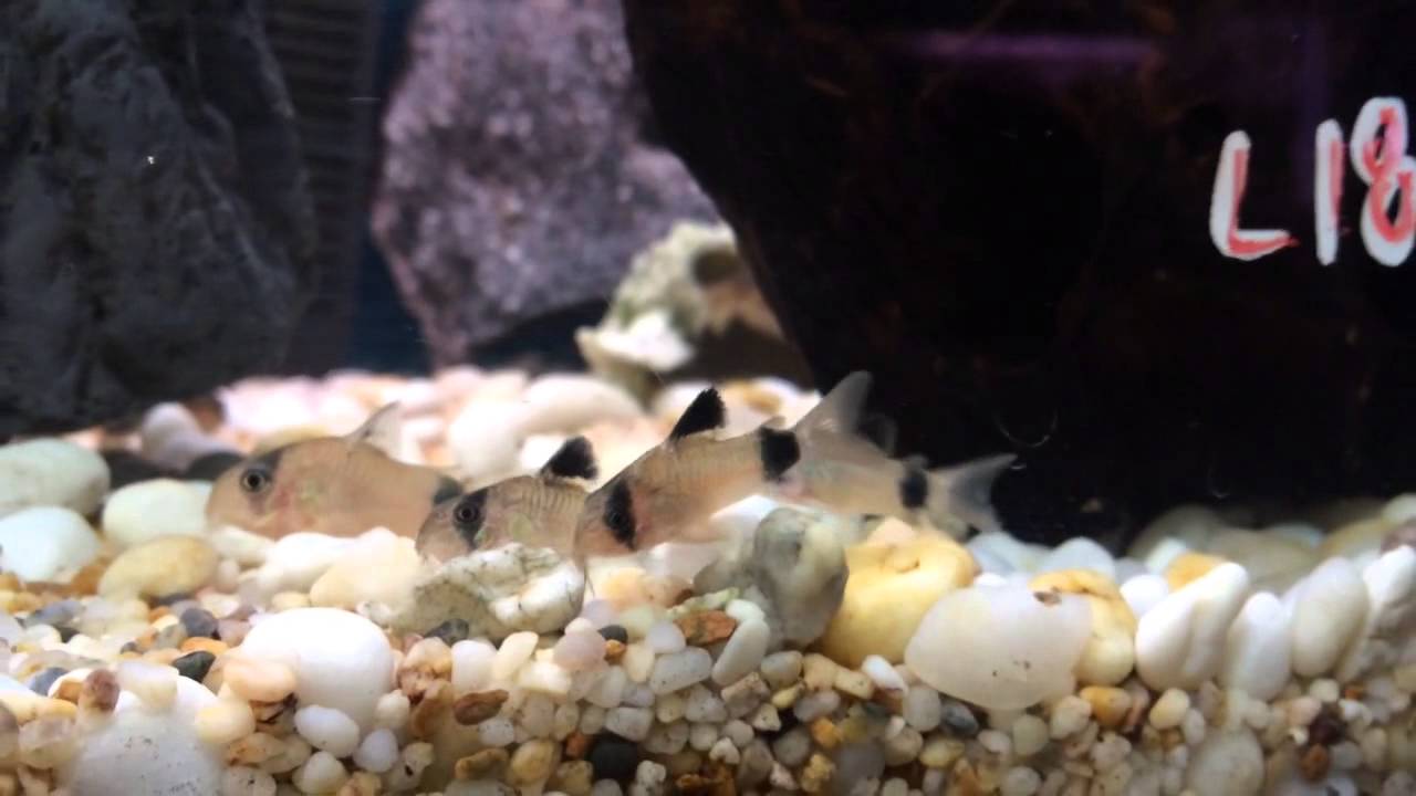 Panda Corydora (Panda Cory Catfish) For Sale! - YouTube