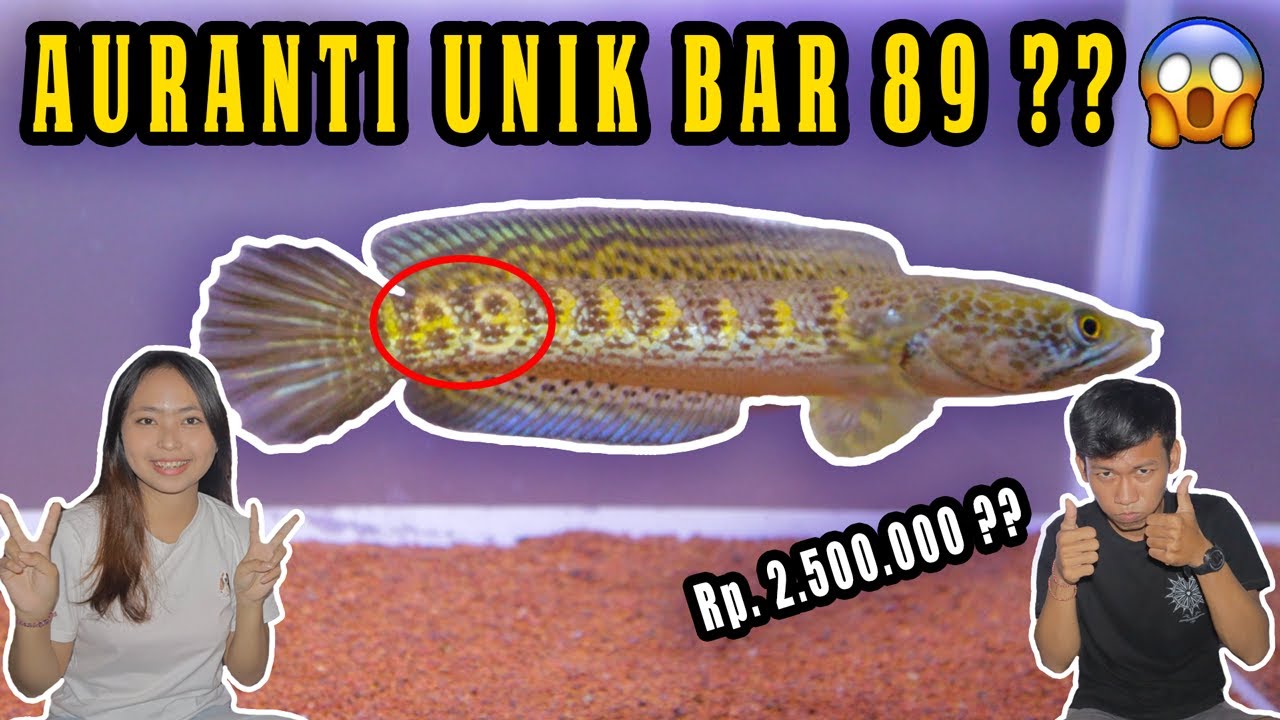 RIVIEW! CHANNA AURANTI BAR UNIK ?? TAWAR 1JT GAK DI LEPAS ‼️ - YouTube