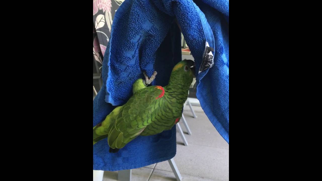 Parrot its crazy - YouTube