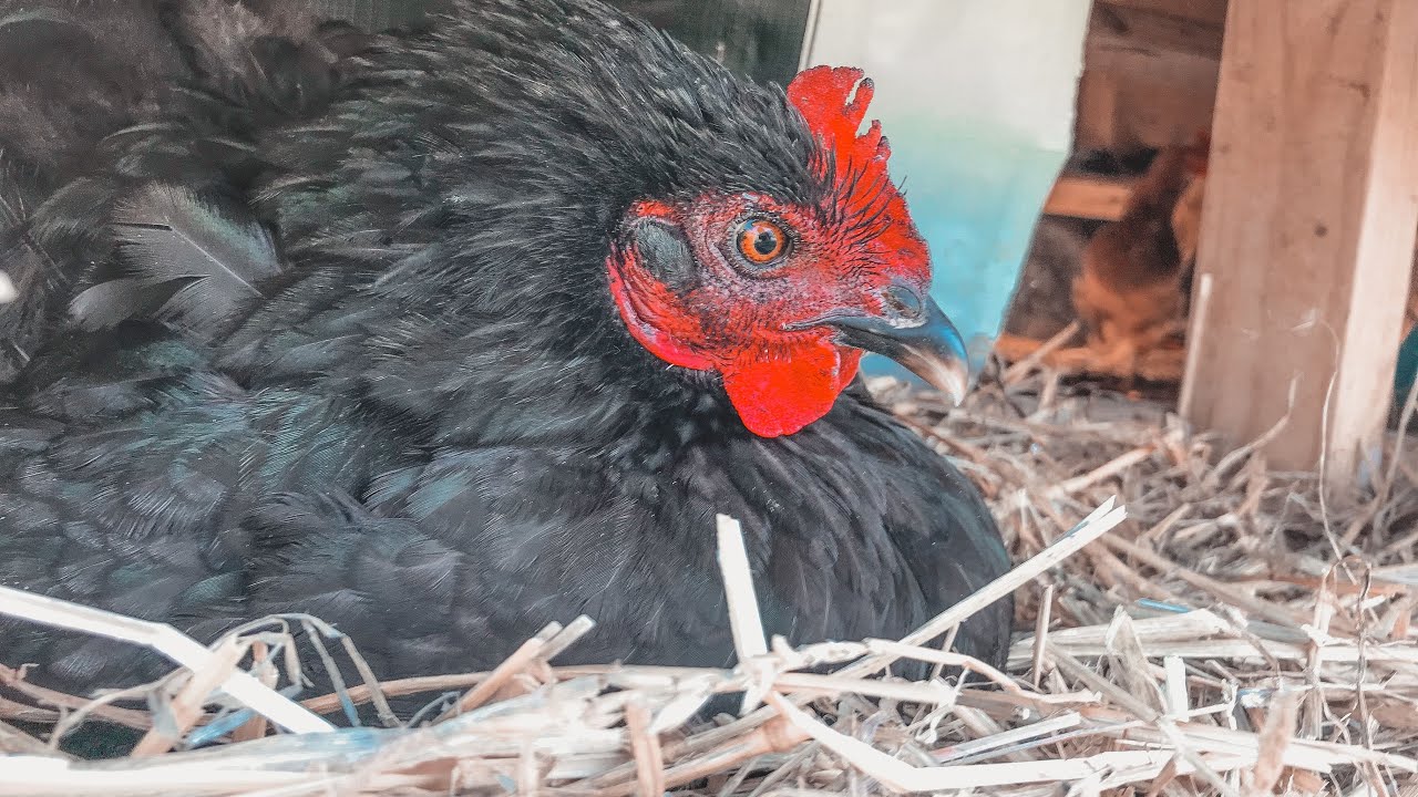 When The Cows Say...”Eat More CHICKEN” - YouTube