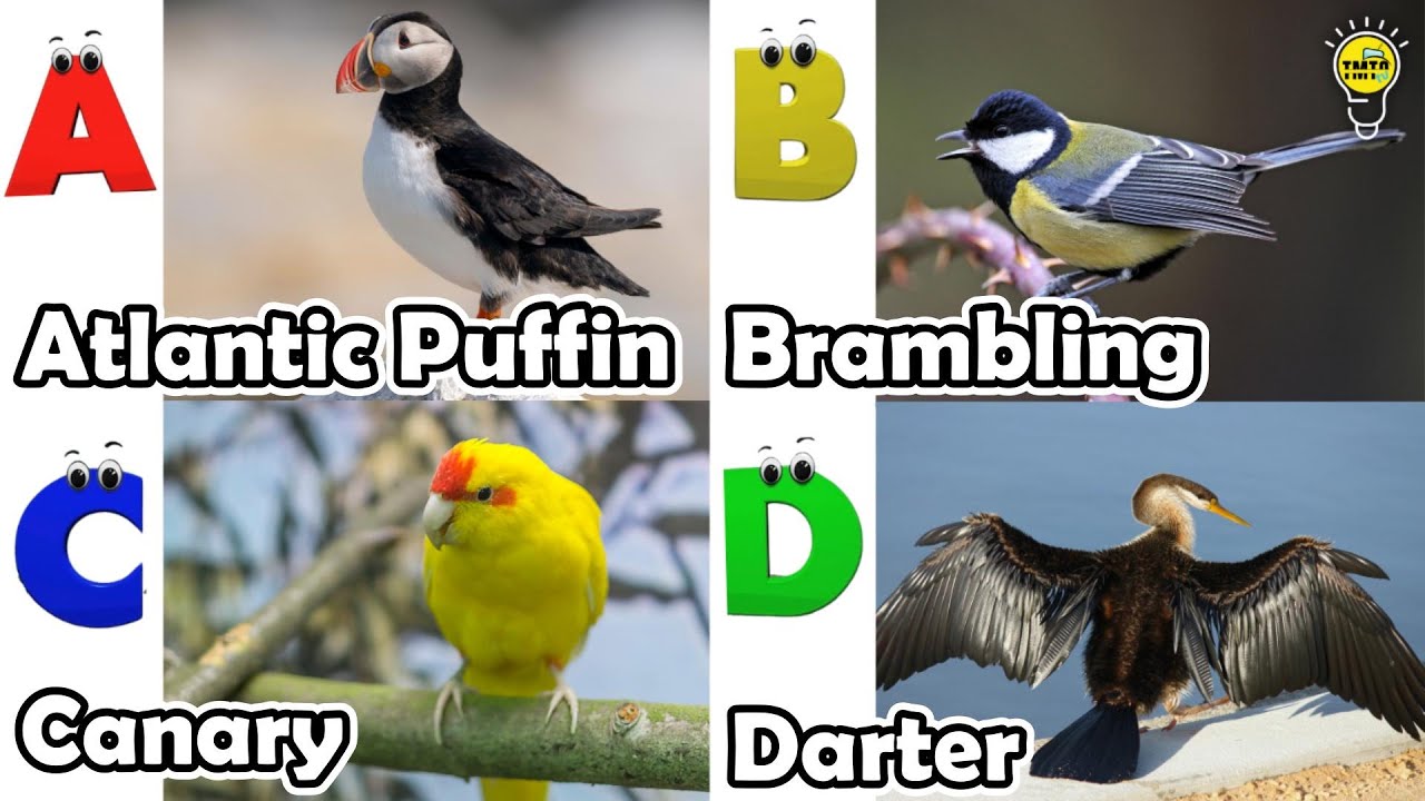 Birds ABC Song | Birds Alphabet Song for Kids | Phonics for Kids | Baby ...