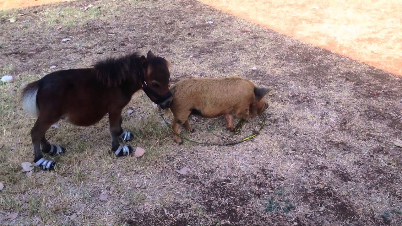 Piggy leads Hank dwarf mini horse... - YouTube