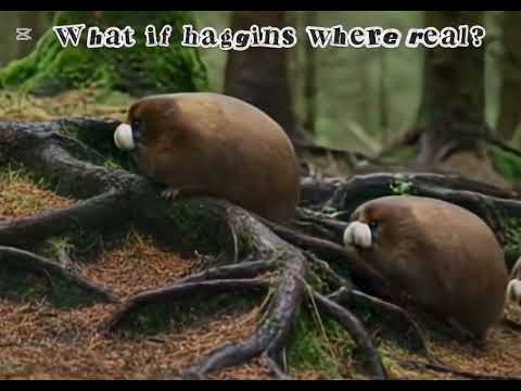 Life of haggis