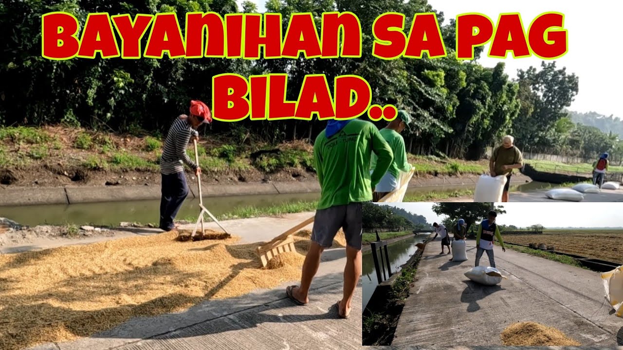 Pag bilad ng palay sa aning tag ulan | Lubog litaw ang araw.. - YouTube