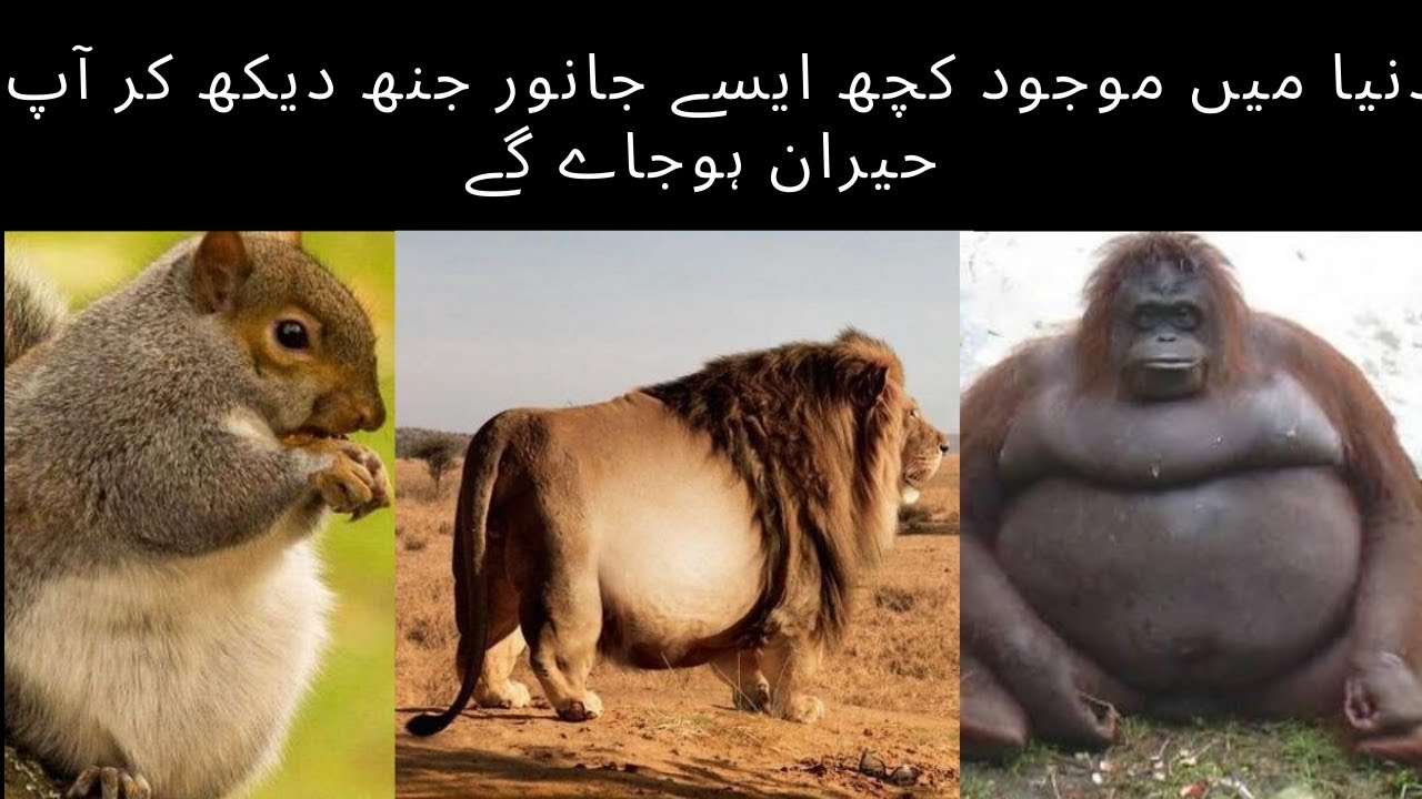 Top Five Fattest Animals in The World Ever Seen - YouTube