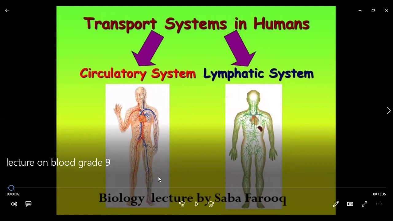 Human Transport System , Blood & Blood cells - YouTube