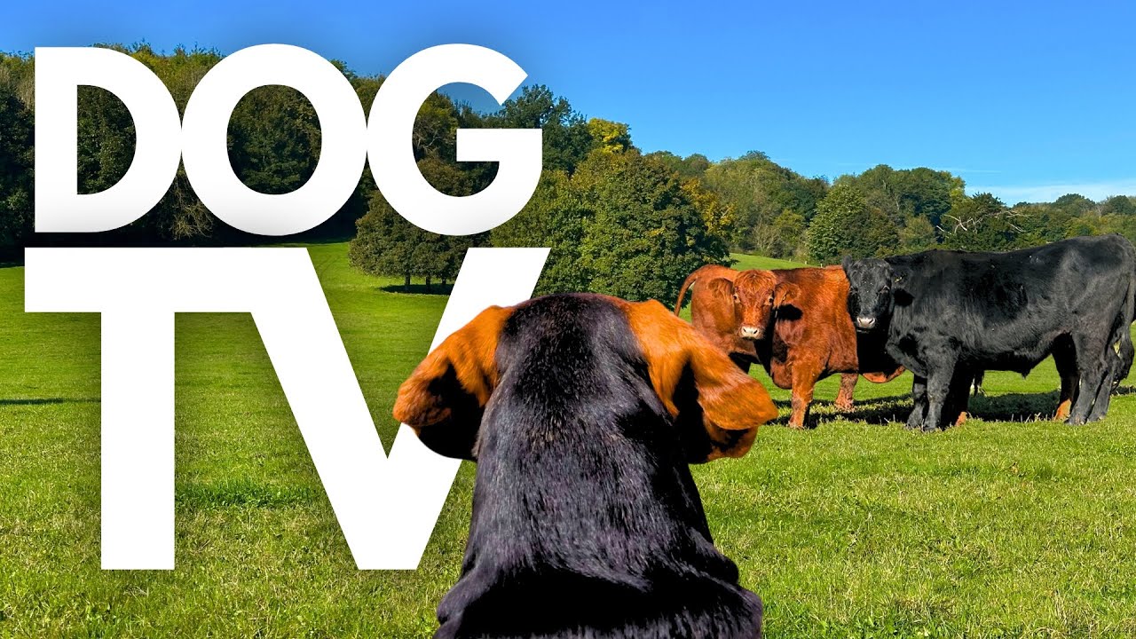 GoPro DogTV | 10hrs of Tranquil Virtual Dog Walks Through Peaceful ...