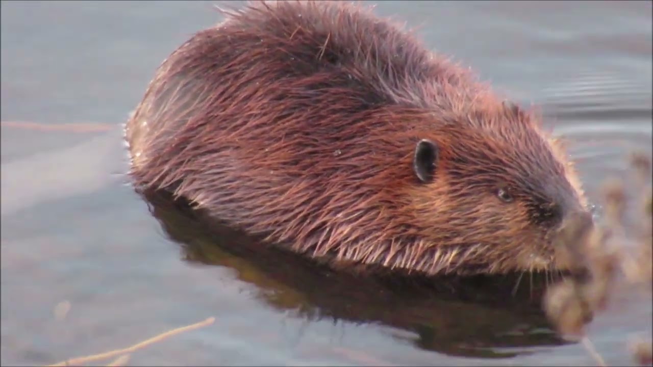Beavers snacking on the river bank - YouTube