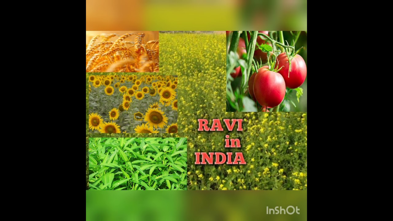 RaVi crop in India,#Ajay Kumar vishnoi - YouTube