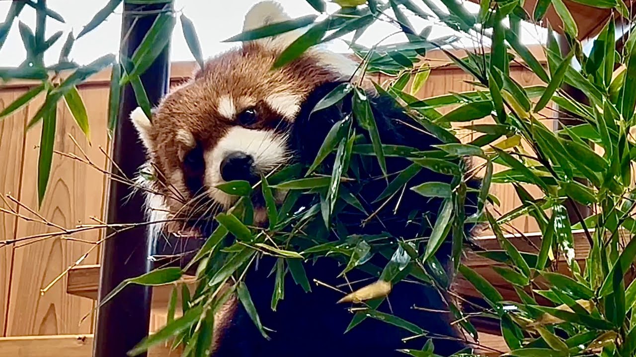 レッサーパンダ れいかちゃん 笹の葉たくさん食べています 【東山動物園】Red panda Reika-chan Higashiyama ...