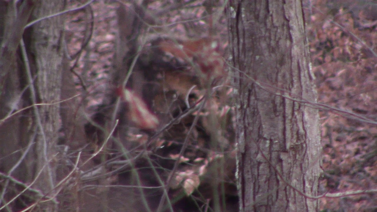 Close Up Of A Sasquatch Face 12/28/18 - YouTube