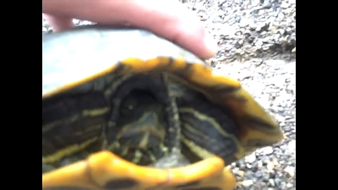 Saving a turtle from a parking lot - YouTube