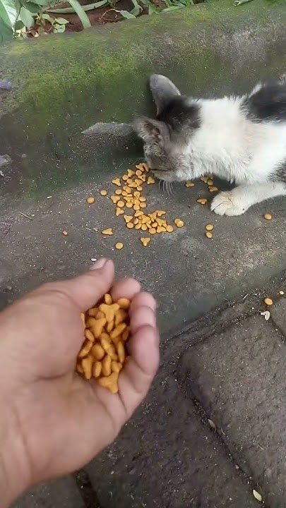 😭😭 kasihan kurus banget kucing terlantar - YouTube