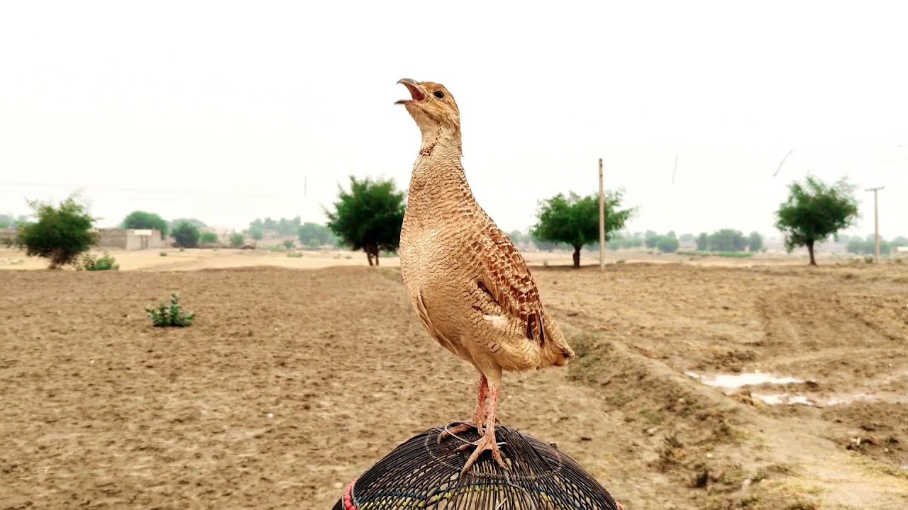 Irani Teetar awaz | Teetar voice | gray francolin teetar voice - YouTube