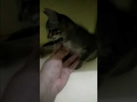 KESERUAN BLACKY DAN ADIK-ADIKNYA YANG LAGI NYUSU || PART 1