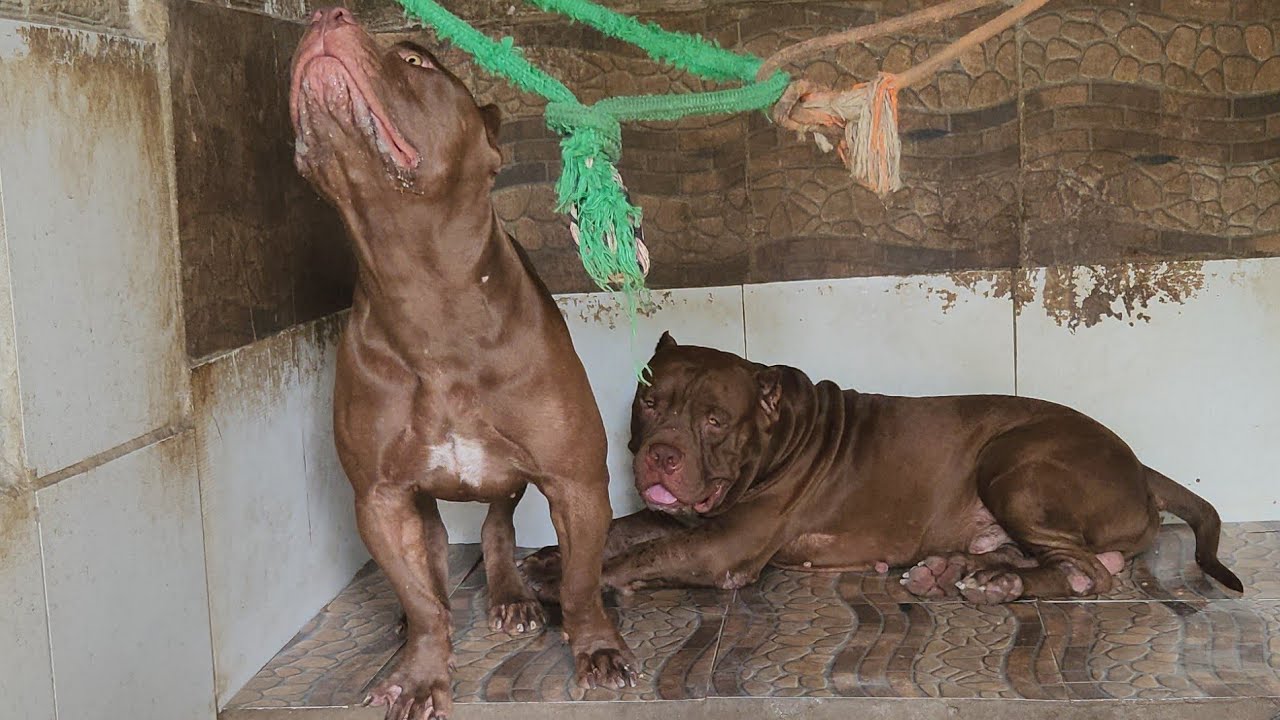 BIG PIT BULL MONSTER #lekthebestkennel - YouTube