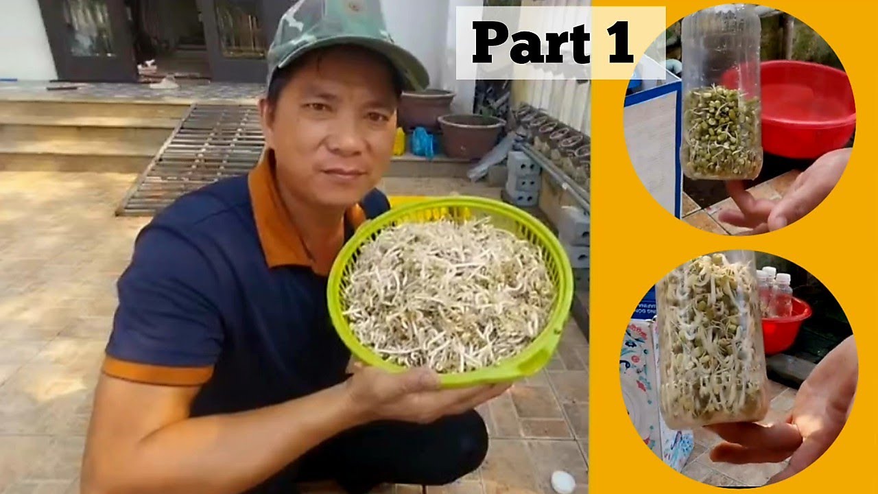 This super quick and effective way to make bean sprouts cannot be ...