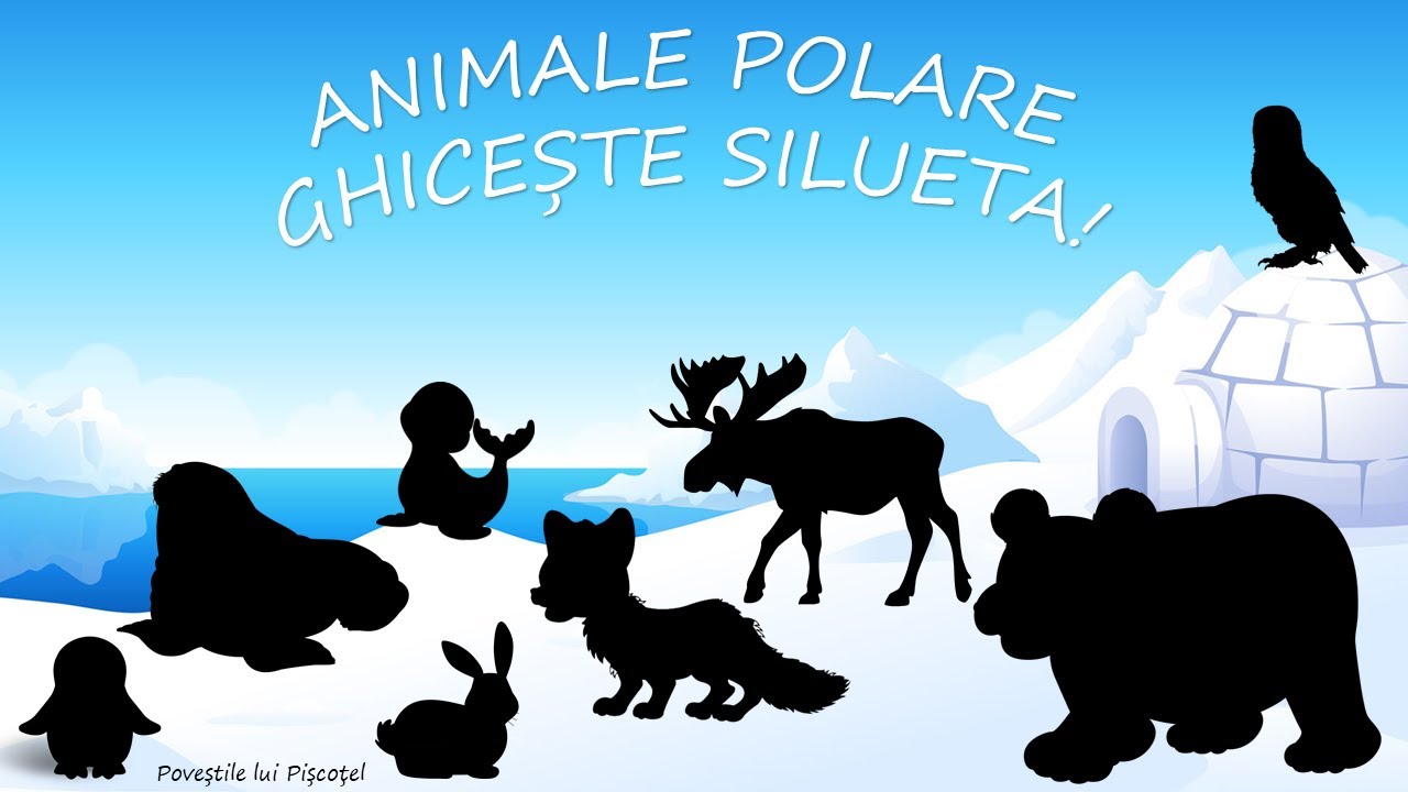 Animalele polare | Animale de la Poli | Ghicește silueta| Animale din ...