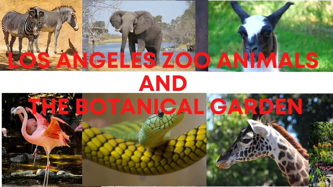 Explore the Wonders of Nature at the Los Angeles Zoo Animals and ...