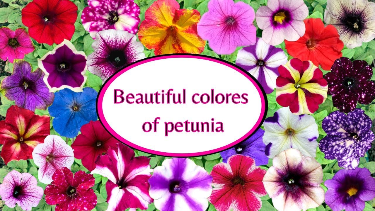 Beautiful colors of Petunia - YouTube
