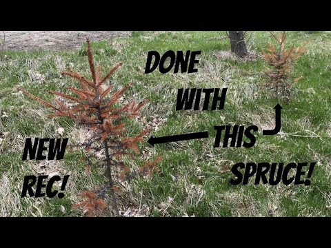 Do Deer Like Spruce Trees