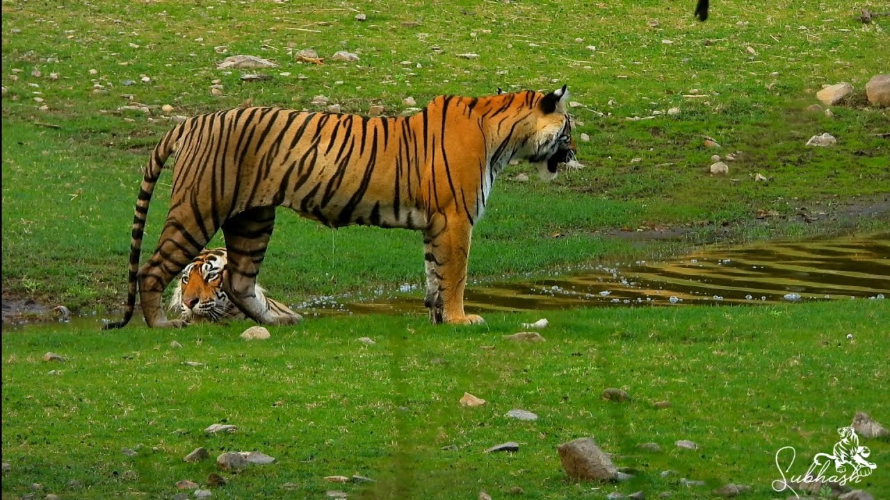 T-120 ganesh and Riddhi |ranthambore - YouTube