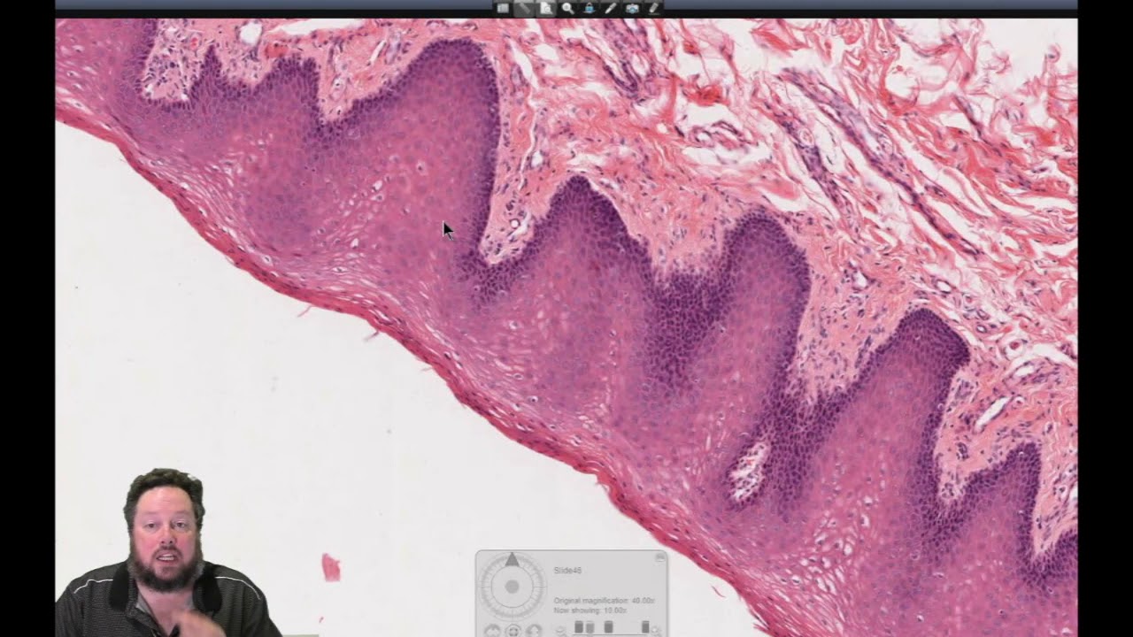 Histology 101 Livestream #1 - YouTube