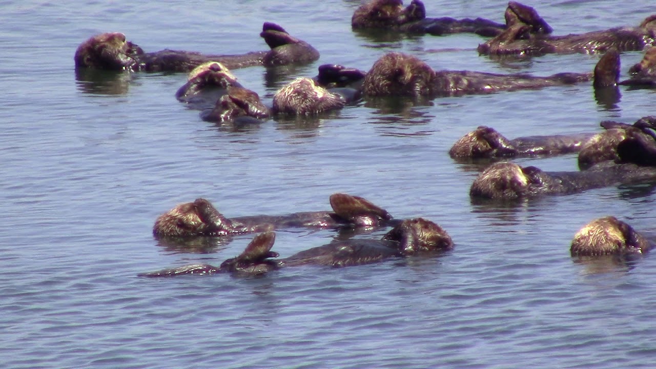 moss landing wildlife area 08 02 2018 2 - YouTube