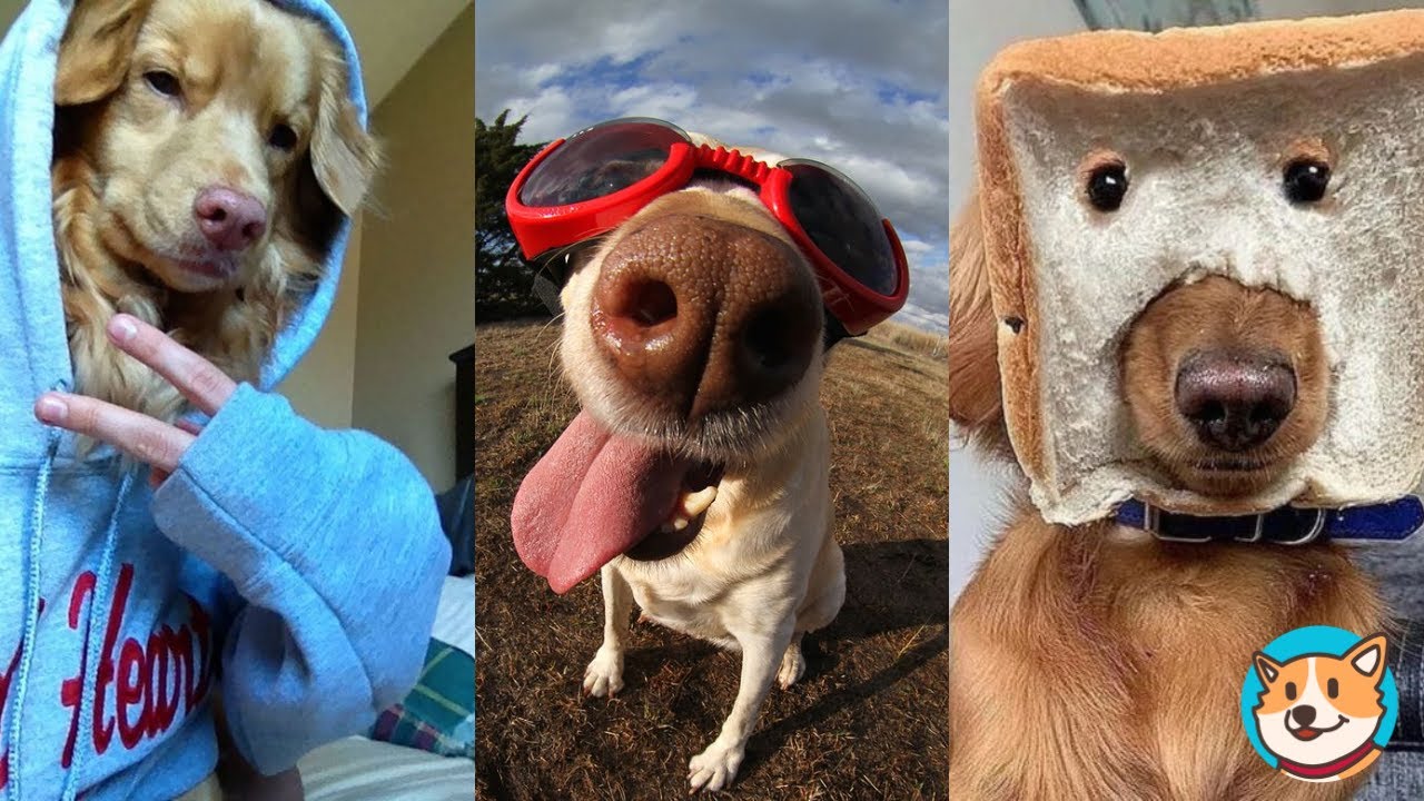 These silly dudes!! | Funniest Cute Pet Dogs Video Compilation #17 ...