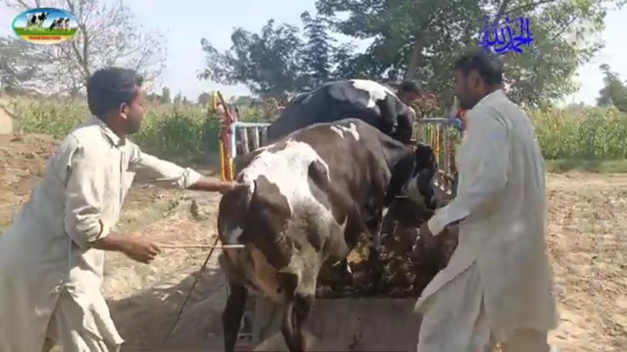 most expensive cow sold|| selling cows most expensive|| cow ever sold ...