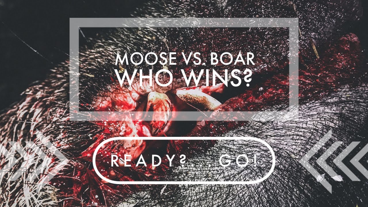 Moose vs. boar - Who wins? - YouTube