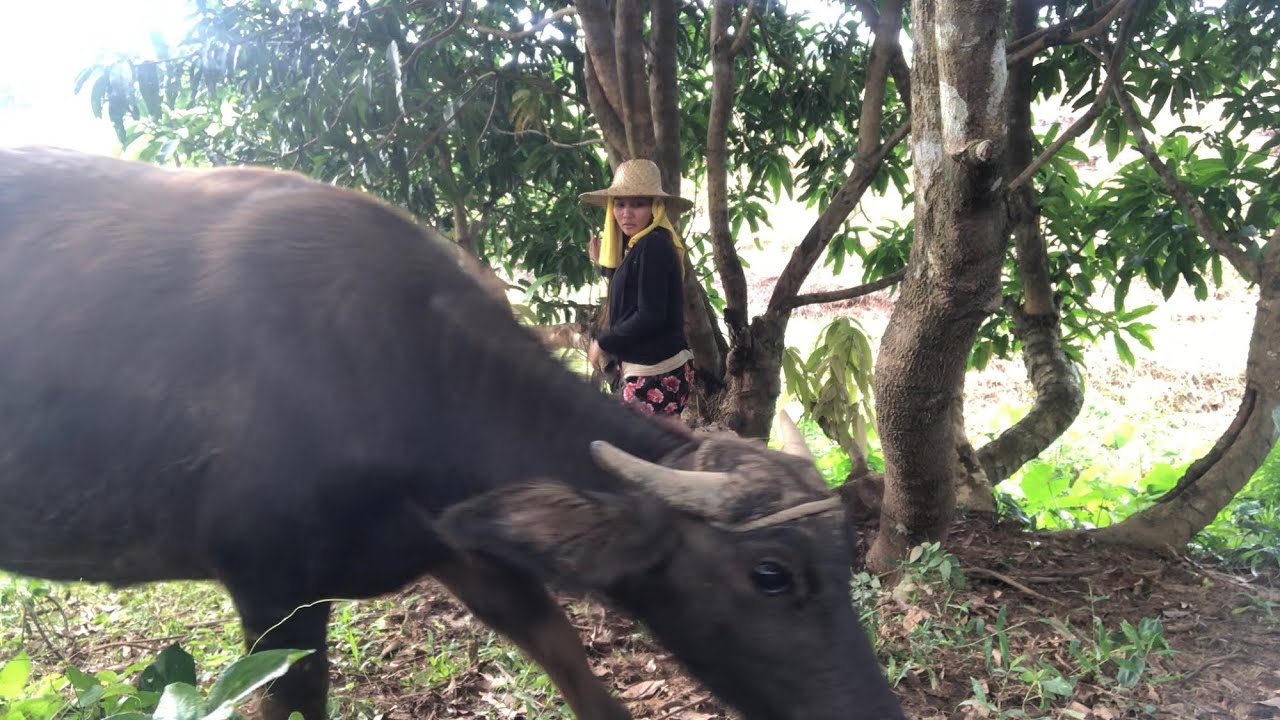 TAGAPASTOL NG KALABAW NGAYON SI KAMARTIN AT NAGTANIM NA DIN NG GULAY SA ...