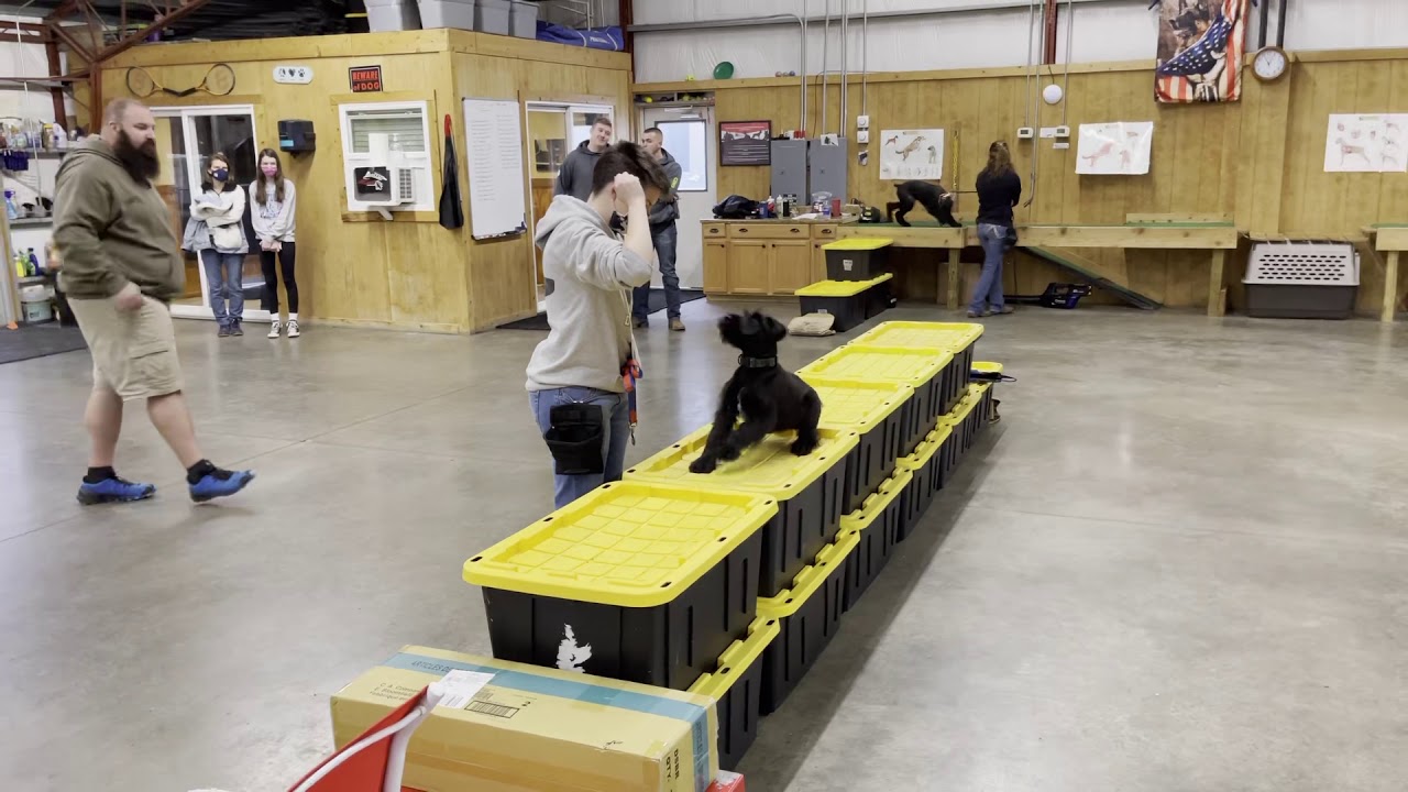 Giant Schnauzer Puppy Super Agility "Xena" 8 Wks Mentally Tough Brave ...