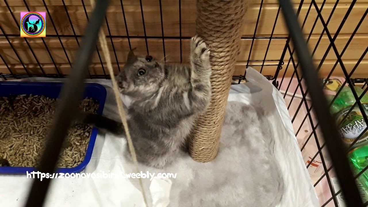 Бездомный котёнок очень обрадовался подарку Homeless kitten very ...