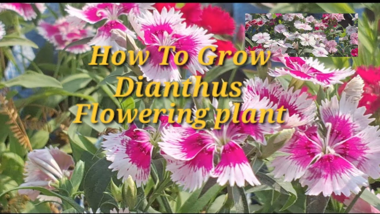 How To Grow Dianthus Flowering 🌸plant 🌱 - YouTube