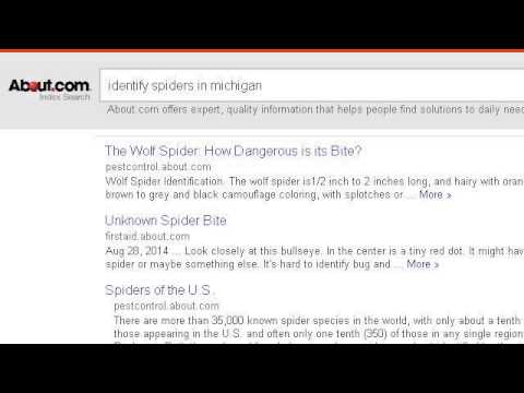 Michigan Spider ID: The Ultimate Guide to Identifying Spiders ...
