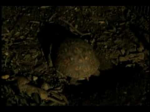 eastern box turtle laying eggs - YouTube