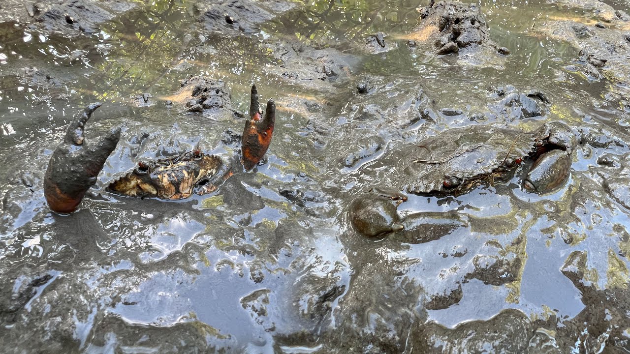 Catch Many Mud Crabs at The Mangrove Trees after Water Low Tide - YouTube