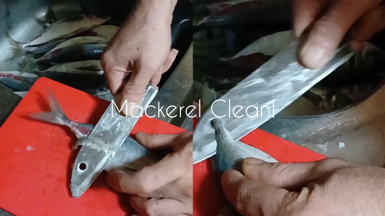 Removing the dangerous part of mackerel fish! live mackerel cleaning ...