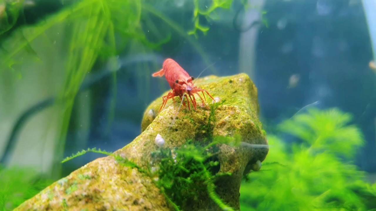 Nano Shrimp Tank | Neocaridina davidi - YouTube