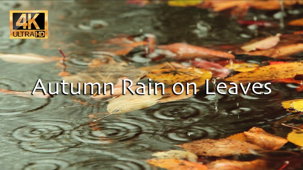 Relaxing Rain on Leaves 4K - Relaxing Ambient Gentle Rain Falling on ...