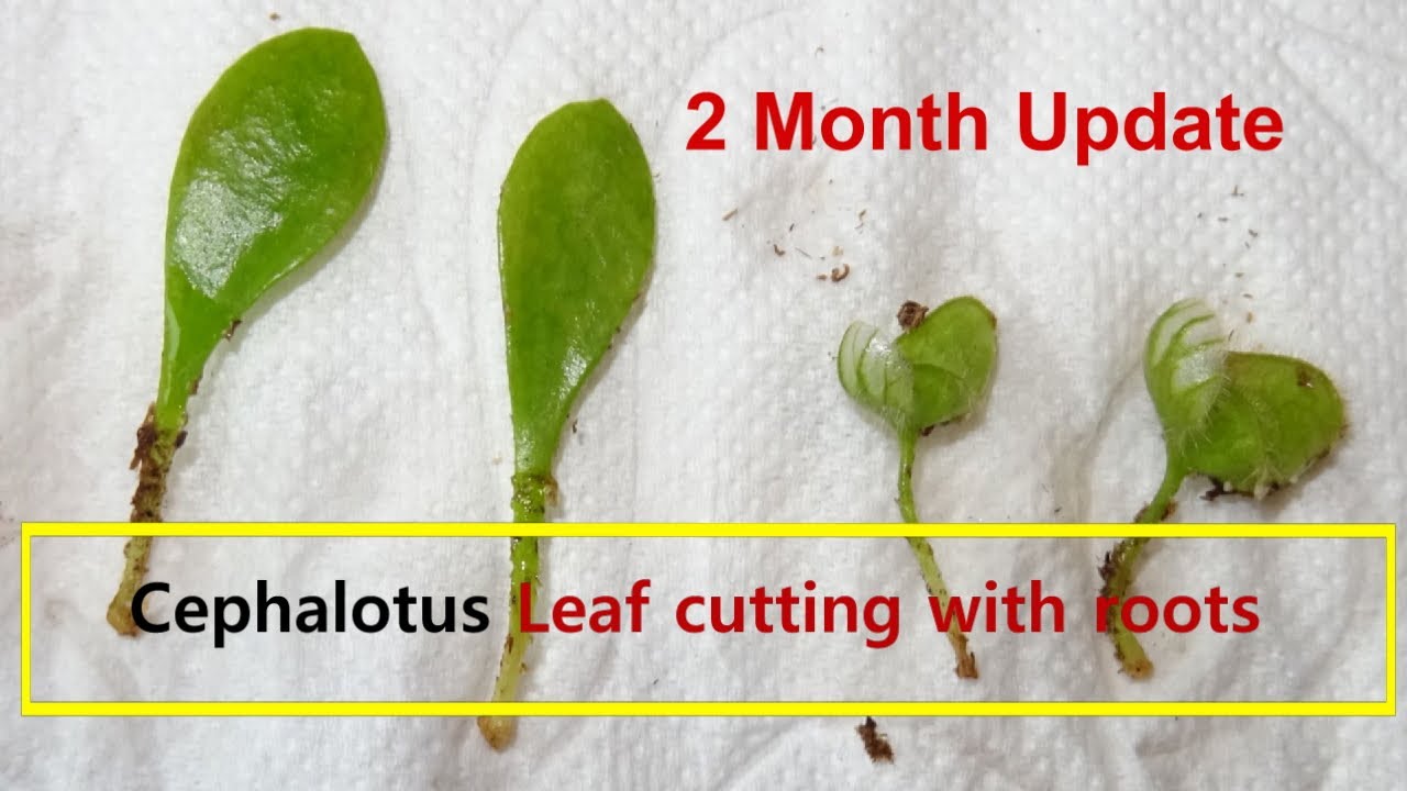 Cephalotus leaf cutting roots Update 1...... 2 Months later.... - YouTube